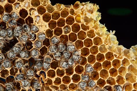 These Birds Help Humans Find Honey But Its Rare—and Getting Rarer