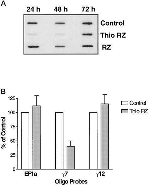 Gene Specificity Of In Vitro Cleavage By The Constructed 7