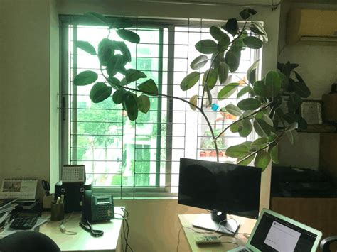 Shafayet Chowdhury On Linkedin Absolutely