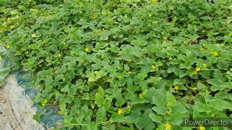 2022년 8월 23일 성주참외작황 참외덩쿨말리기 덩쿨삭히기 덩쿨을묻었다 파쇄했다 8월파쇄후물로타리 참외하우스깨심어놓기 후작용 참외농업에다양한식물이재배되기를