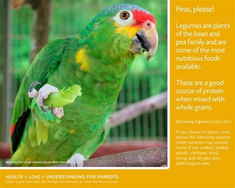 For Parrots Posters For Parrot Advocates Crutherfordca