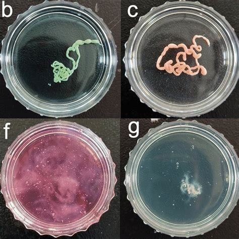 He Cell Lysate Was Injected Into 01 Moll Fe³⁺ A Cu²⁺ B H