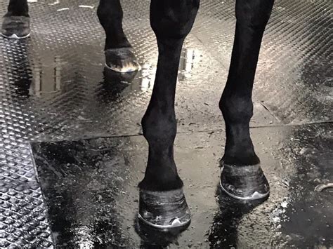 西内荘・装蹄担当馬「今週の重賞出走馬」 競馬ニュースなら競馬のおはなし