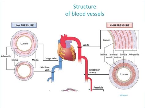 Lipid Metabolism And Atherosclerosis A Brief Review Pptx
