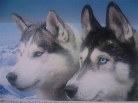 Perros Lobo S Imagui