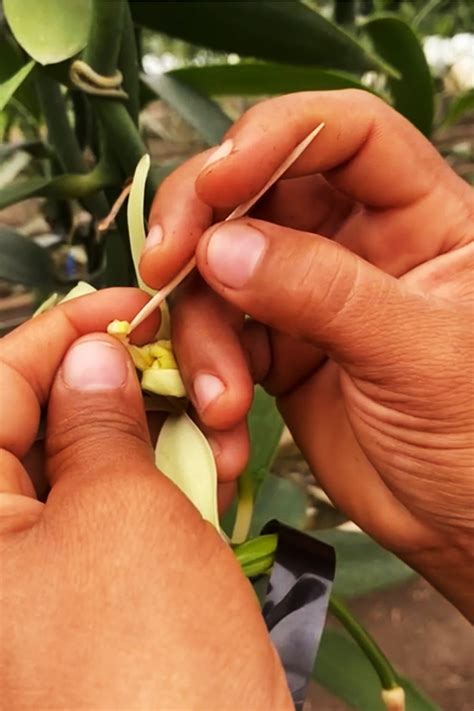 Manual Pollination Wild Fruits