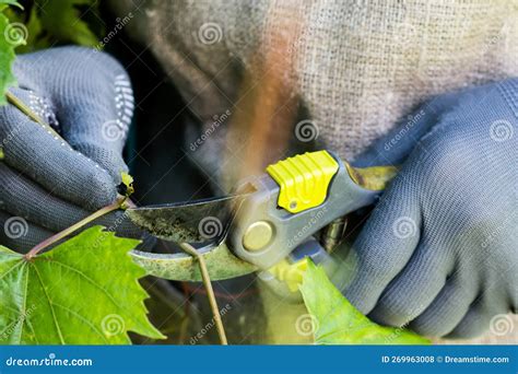 Worker With Gardener Scissors Is Pruning Vine Tree Person Is