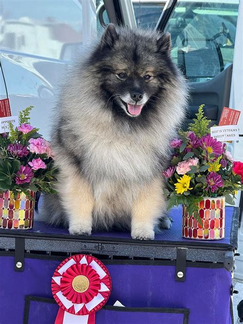 Capital Keeshond Club Specialty 2 Conformation Results