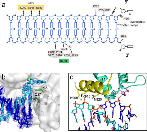 Substrate Binding A Diagram Of Protein Dna Interactions The Download Scientific Diagram