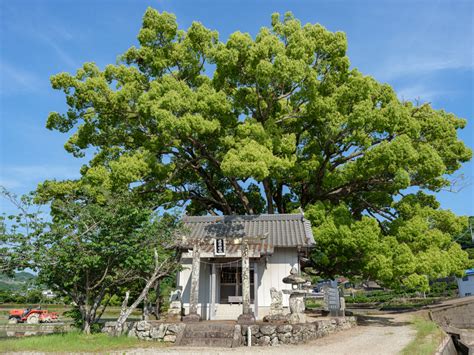 徳島県徳島市 速雨神社のクスノキ with photograph