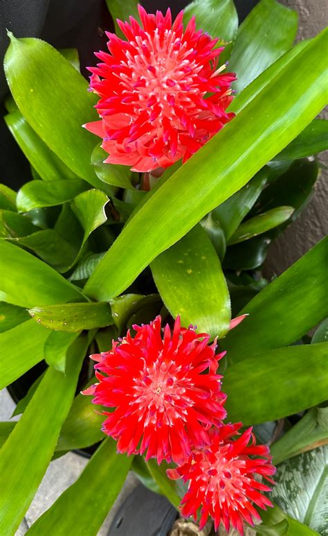 Live Bromeliad Flaming Torch Billbergia Pyramidalis Etsy