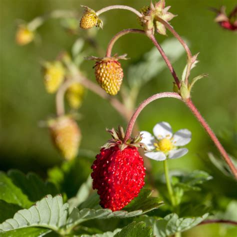 Wald Erdbeere Im Angebot Aktuelle Preise And Schnäppchen Discounto