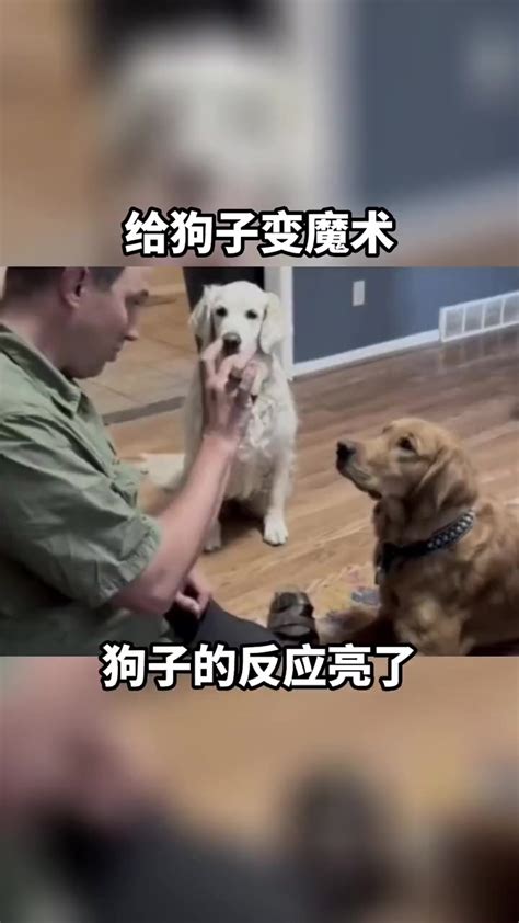 主人给狗子变魔术，把狗子忽悠的一愣一愣的。 搞笑视频 搞笑配音 搞笑动物 搞笑配音