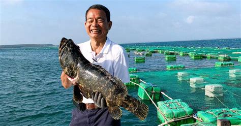 最完整解說台灣石斑不再是世界第一龍虎斑石斑魚差在哪 天和鮮物