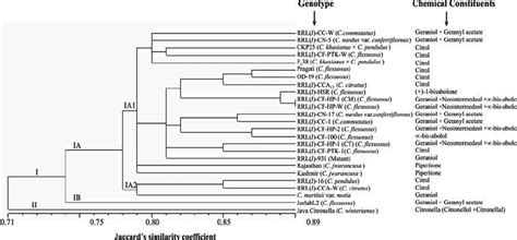 Dendrogram Representing Genetic Relationships Among 25 Accessions Of Download Scientific