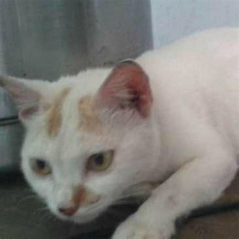Kucing Peliharaannya Dibunuh Wanita Ini Bunuh Tetangganya Adilkah