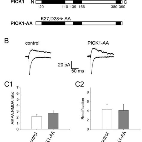 A Functional Pdz Domain On Pick1 Is Required For The Regulation Of Download Scientific Diagram
