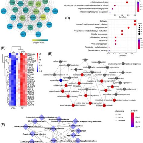 Functional Enrichment Analysis Of Hub MRNAs A The PPI Interaction