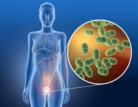 Bacterium Clostridium Difficile Scientific 3d Illustration Stock Illustration Illustration Of