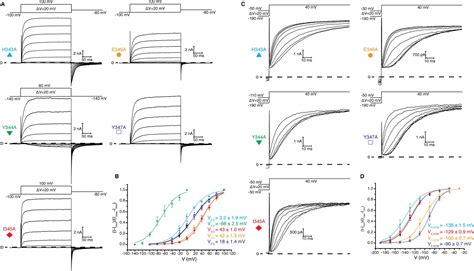 Figures And Data In Regulation Of Eag1 Gating By Its Intracellular