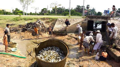 Amazing Fishing Traditional Catch Fish In Small Pond In The Rural Village YouTube