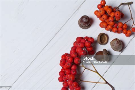 로완과 도토리의 무리 그들은 흰색 으로 칠해진 나무 표면에 누워 있습니다 0명에 대한 스톡 사진 및 기타 이미지 0명 가을