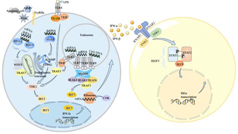 动物模型实验一文梳理系统性红斑狼疮sle创新药物研发之路 知乎