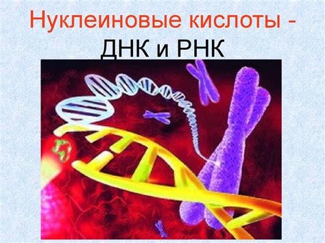 Нуклеиновые кислоты. ДНК, РНК - презентация онлайн