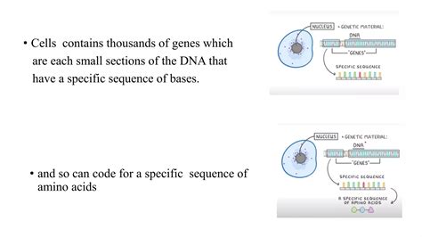 Protein Synthsis Ppt