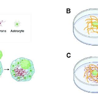 Schematics Of GBM Models Used In This Work A Matrix Free Co Culture Download Scientific