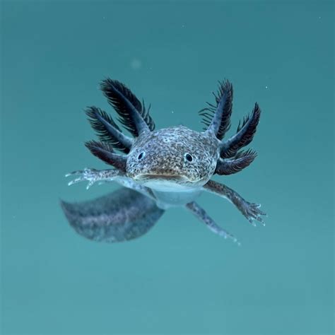 Axanthic Axolotl Axolotls