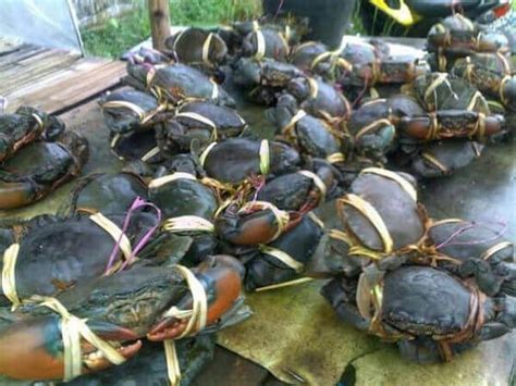 Growing And Fattening Mud Crab Farming Method Frozen Mud Crab