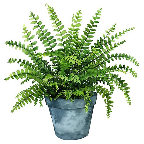 Nephrolepis Krulvaren Groenbronnl