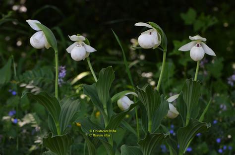 Albiflora.be - flavum Alba - Albiflora is a division of Crustacare ...