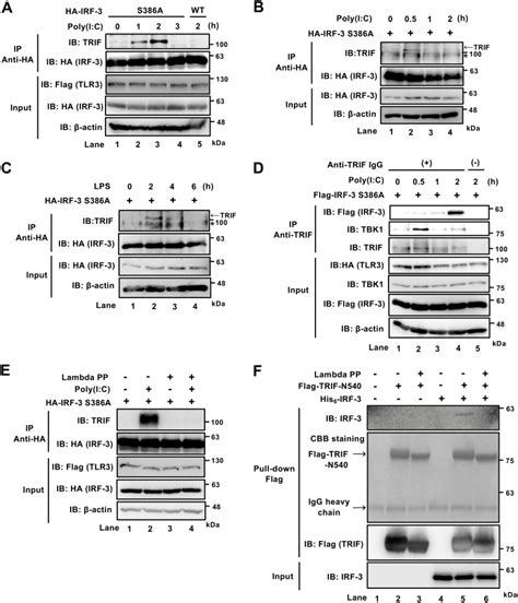 Priming Phosphorylation Of Tank Binding Kinase 1 By Iκb Kinase β Is