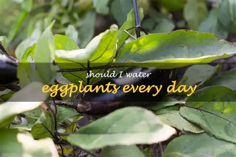 Should I Water Eggplants Every Day Shuncy