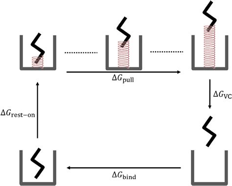 Scheme Of Free Energy Calculation Using Umbrella Sampling Method The