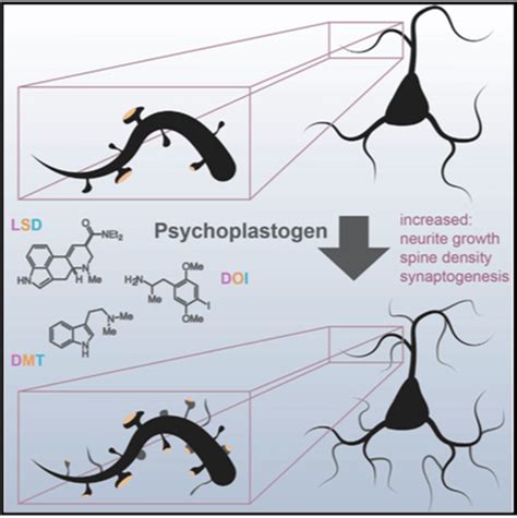 Psychedelics And Neural Plasticity Maps Canada
