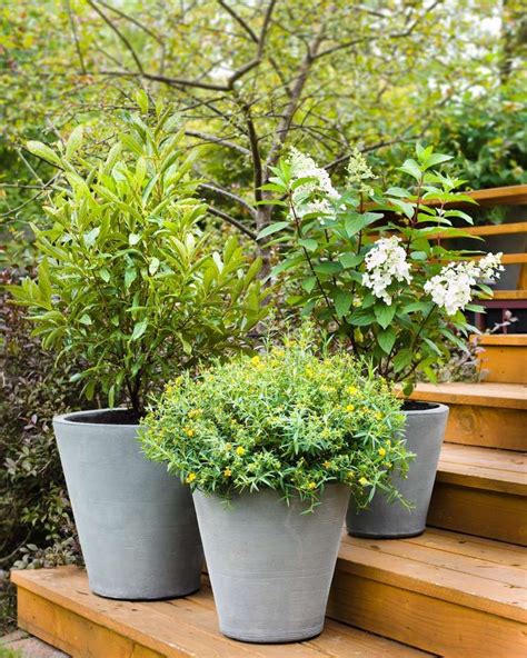 8 Container Shrubs Ideas Shrubs Types Of Shrubs Shade Shrubs