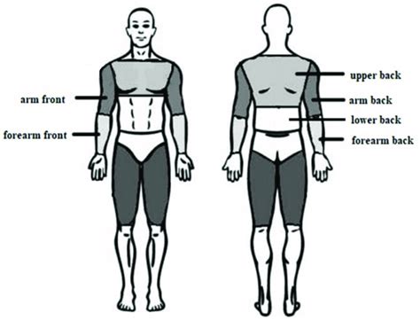Analyzed Body Surfaces Download Scientific Diagram