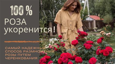 Черенкование роз Самый простой и надежный способ размножения розы