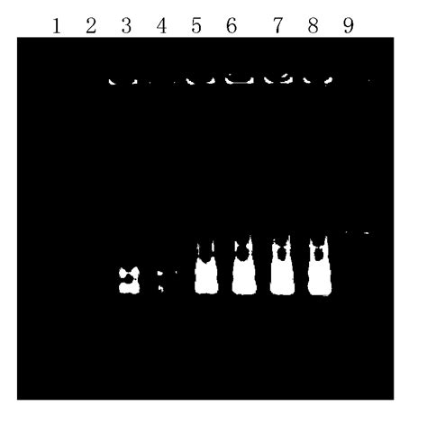 Loop Mediated Isothermal Amplification Detection Primer Group