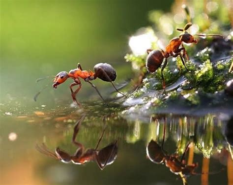 Zombie Ants Deepstash