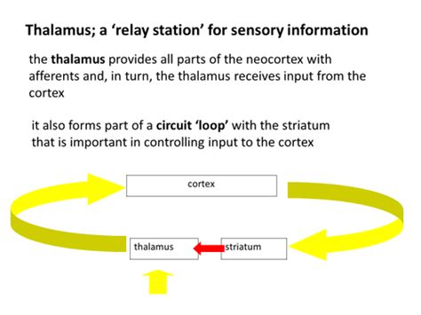 Lecture 2 Neuroanatomy Ig Flashcards Quizlet
