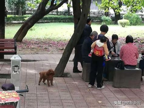 「不文明養犬曝光台」你遇到過哪些不文明養犬行為？ 每日頭條
