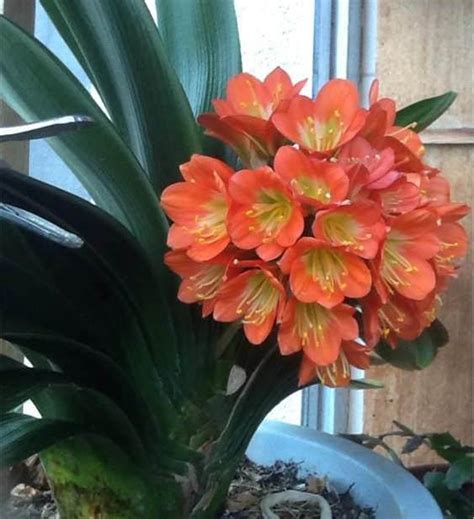 冬天養君子蘭，巧用2招，抽箭快，開花多 每日頭條