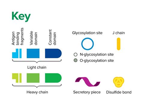 Immunoglobulin A High Defining The Features And Duration Of Antibody
