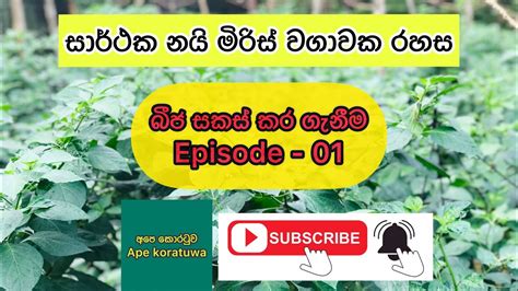 සාර්ථක නයි මිරිස් වගාවක රහස බීජ සකස් කර ගැනීම Episode 01 Youtube