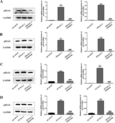 mapk inhibitors reversed the up regulation senescence in bmal1 or clock