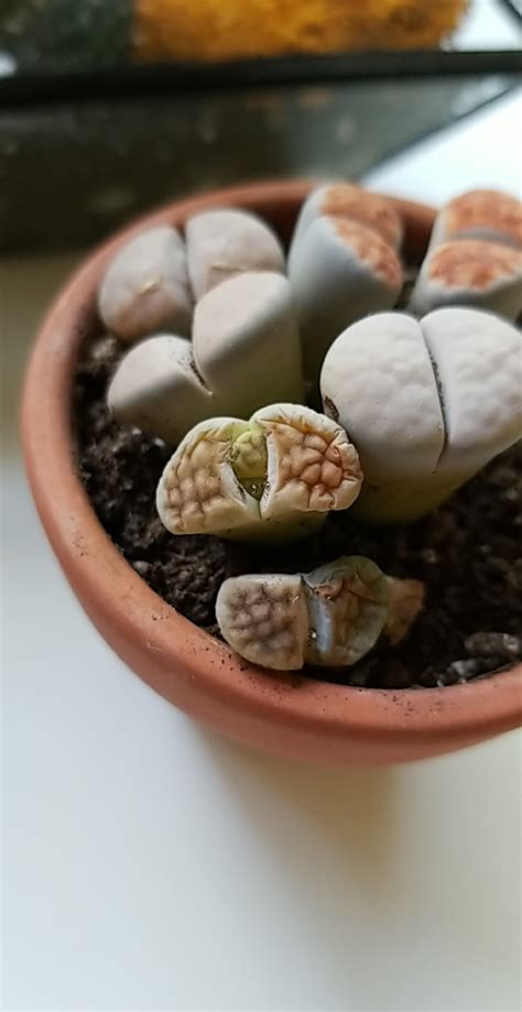 Shriveled Lithop Details In Comment R Lithops